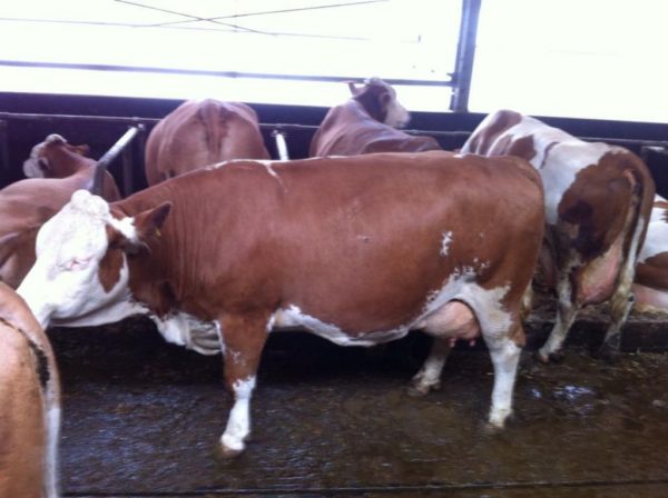 Photo Gallery - Better Dairy Cow
