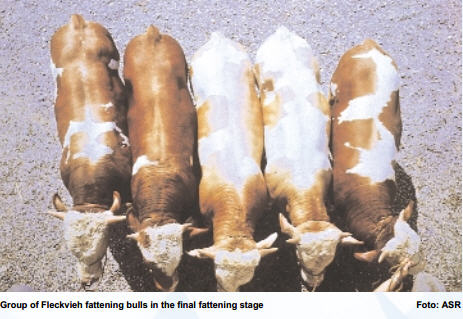 Why Fleckvieh bull calves can become more than a by-product - Better ...