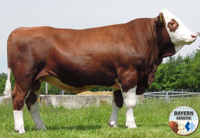 BFG 2018 Vanuatu - genomic sire - Better Dairy Cow